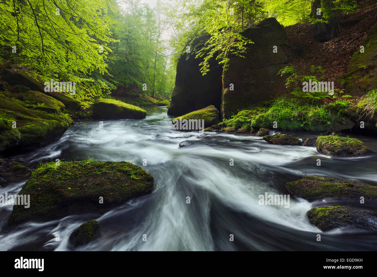 River Kamnitz meandering in the Edmundsklamm in spring through moss ...