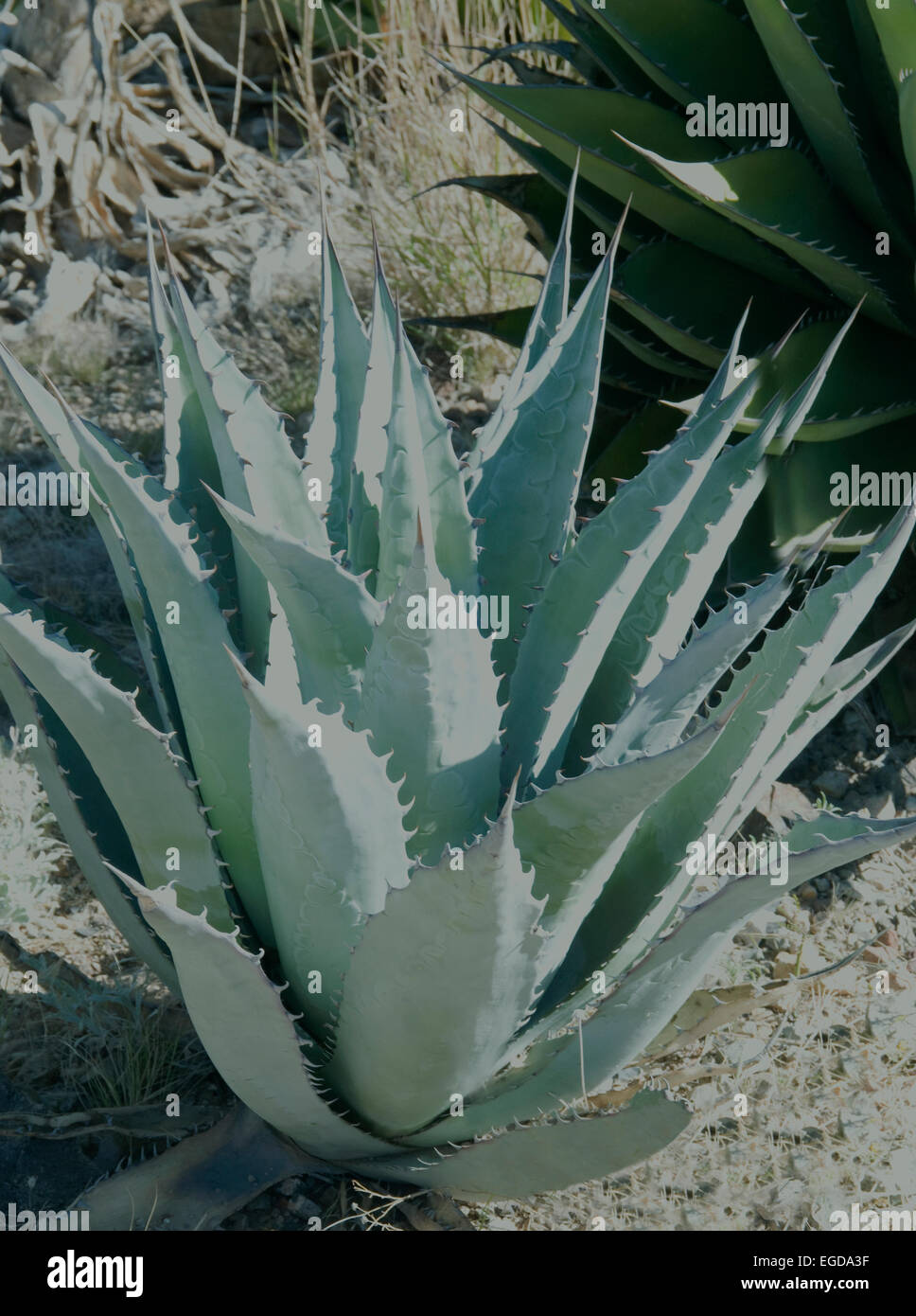 Agave aebra Zebra agave Stock Photo - Alamy