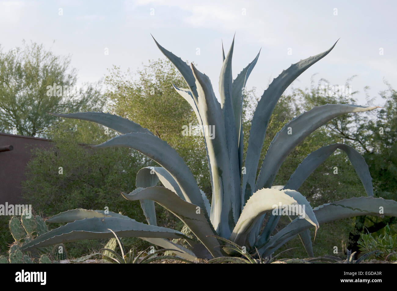 Blue agave plant hi-res stock photography and images - Alamy