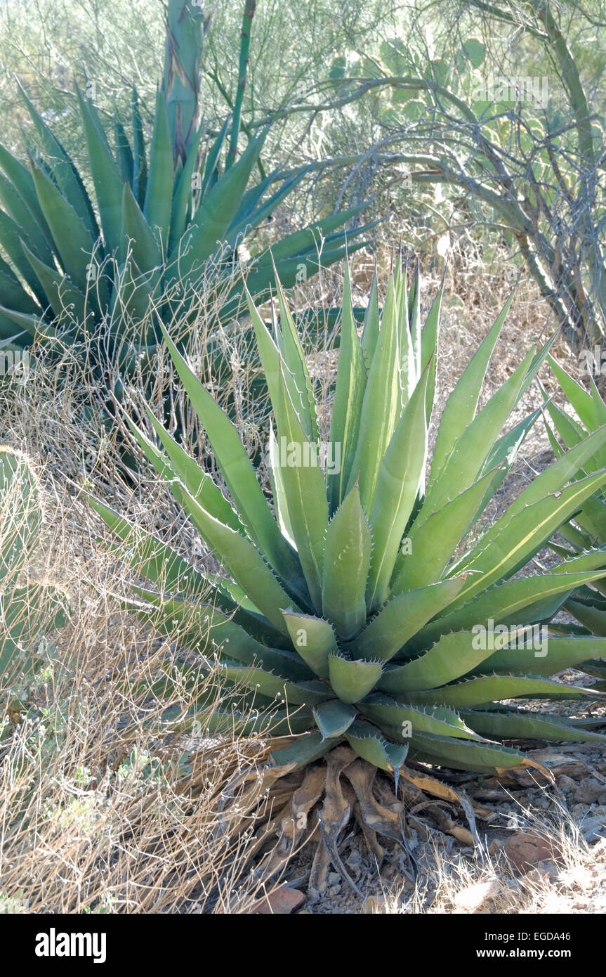 Agave plant desert hi-res stock photography and images - Alamy