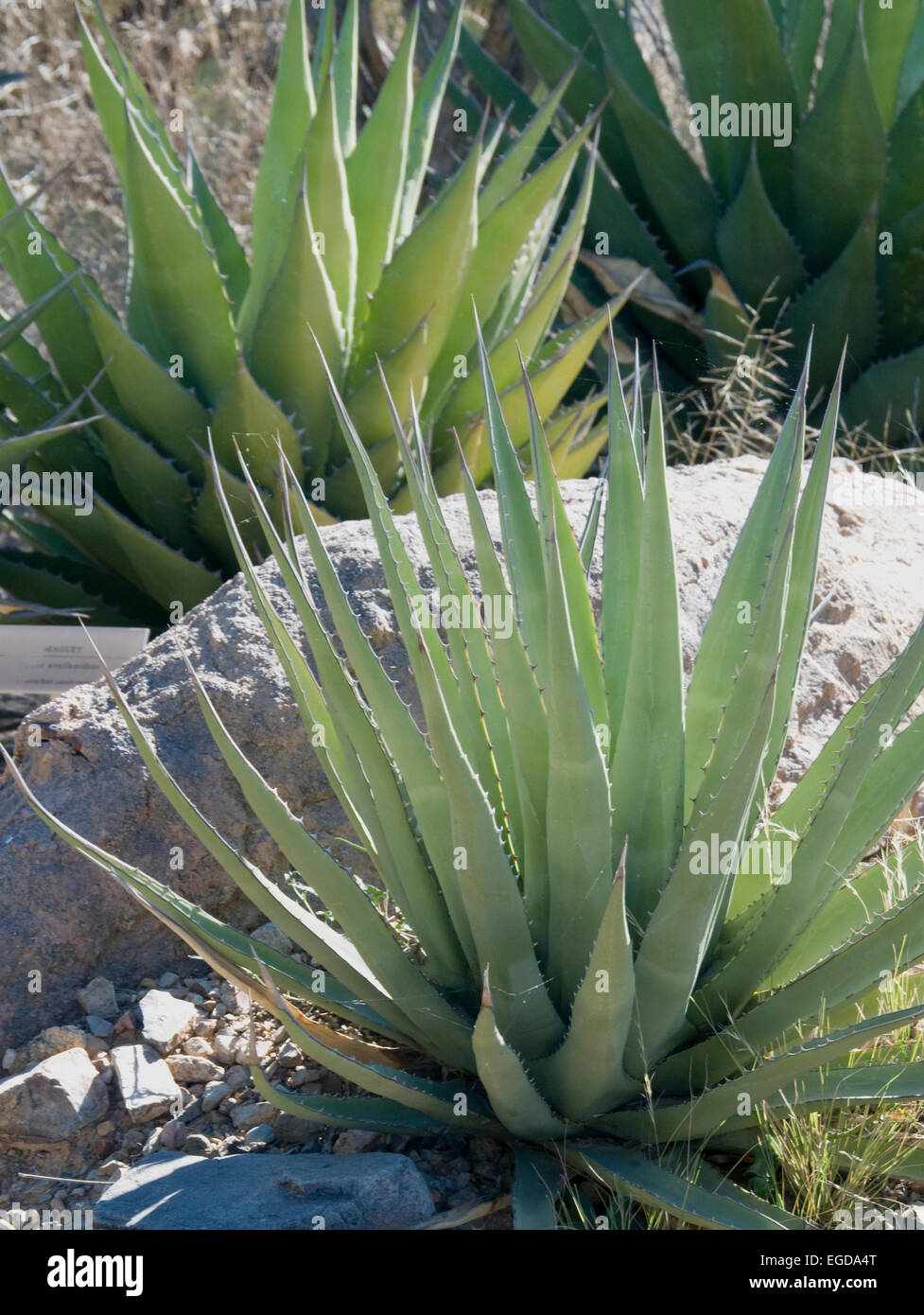 Agave rosette hi-res stock photography and images - Alamy