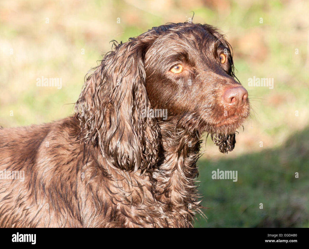 Working cocker spaniel hi-res stock photography and images - Alamy