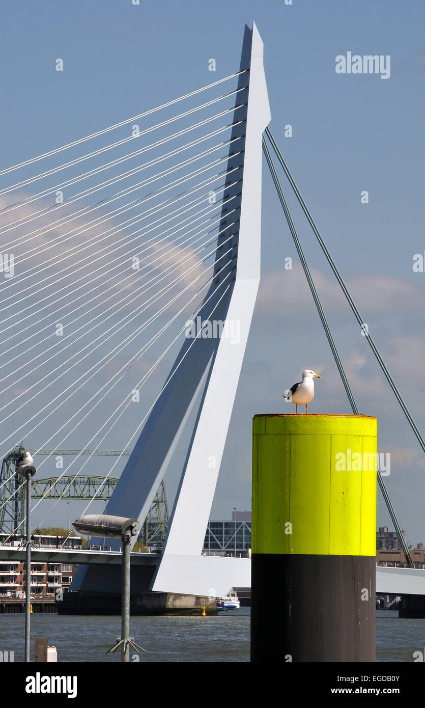 Erasmusbrug rotterdam hi-res stock photography and images - Alamy