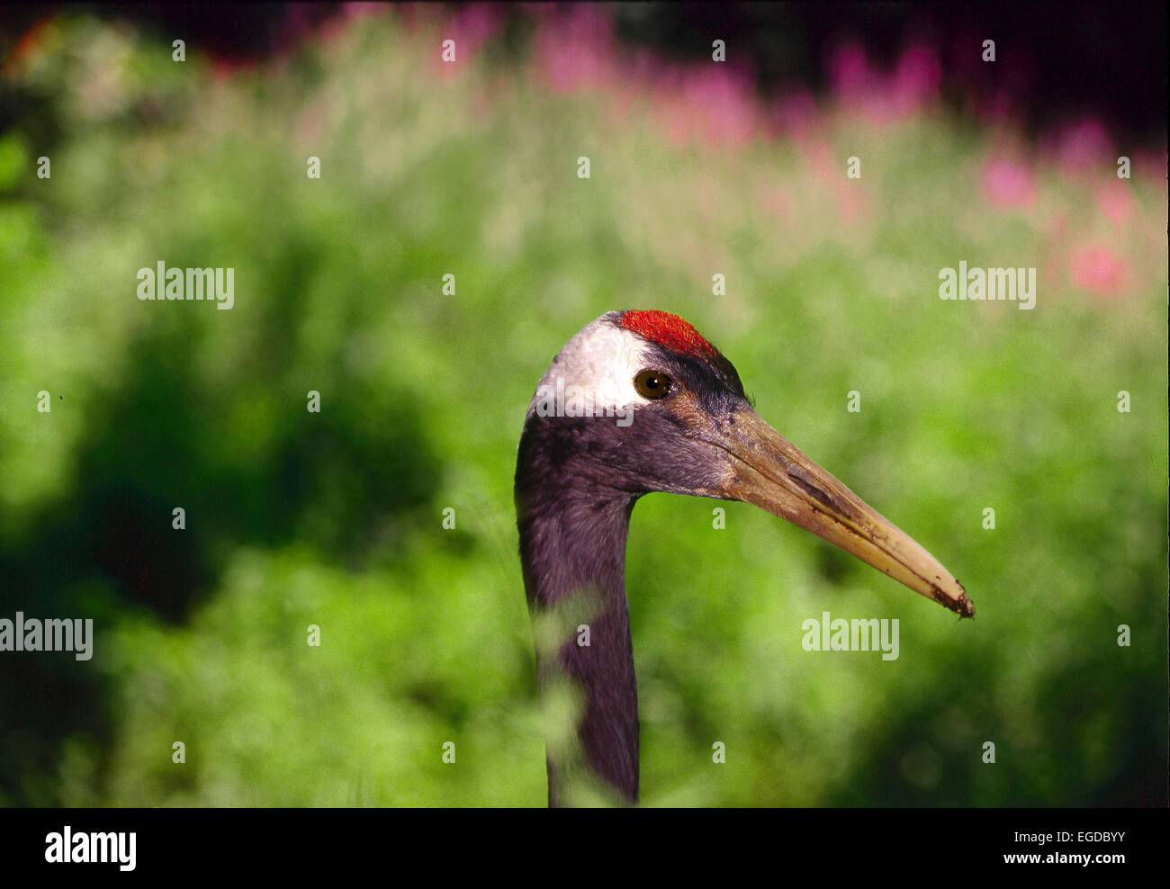 Japanese red crowned crane hi-res stock photography and images - Alamy