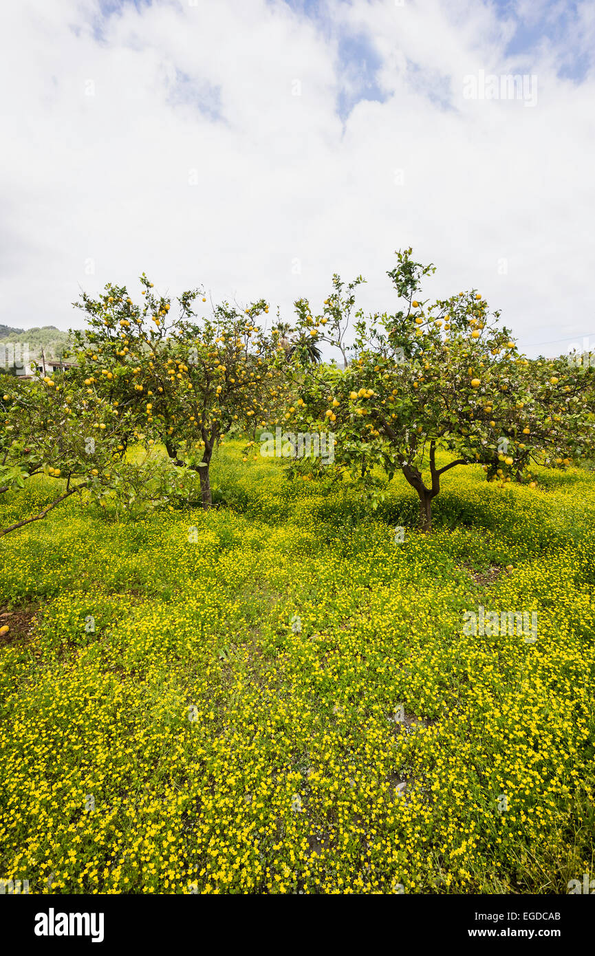 Lemon trees, Soller, Majorca, Spain Stock Photo - Alamy