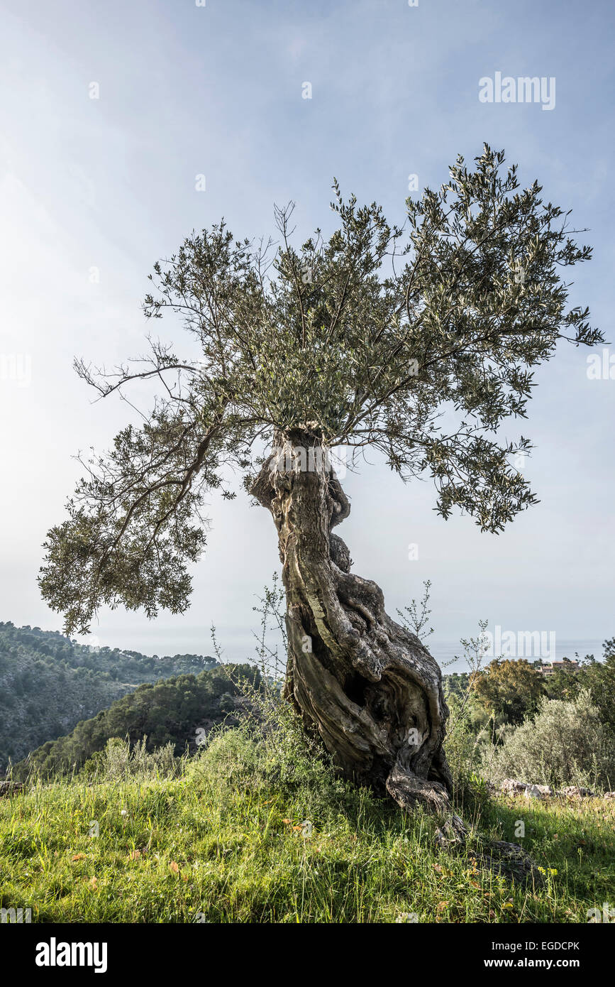 Old olive trees hi-res stock photography and images - Alamy