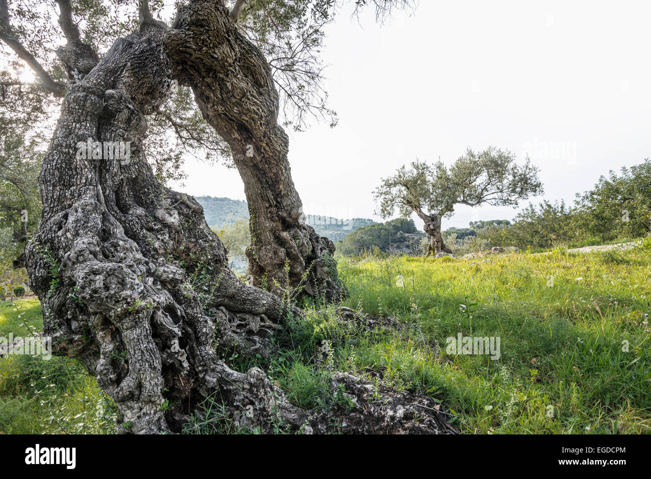 Old olive trees hi-res stock photography and images - Alamy