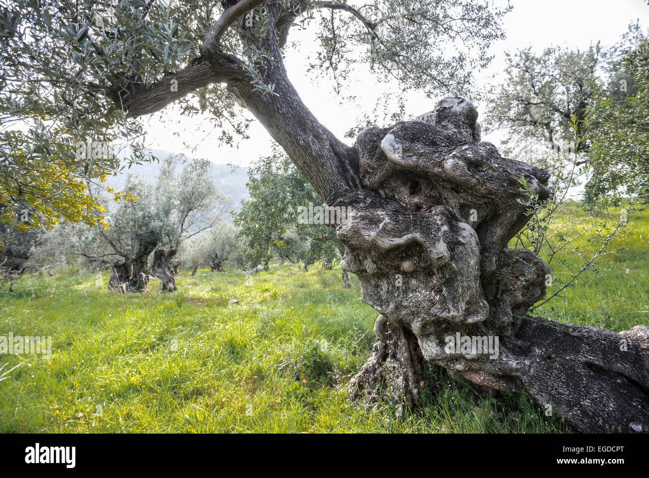 Old olive trees near Deià, Majorca, Spain Stock Photo - Alamy