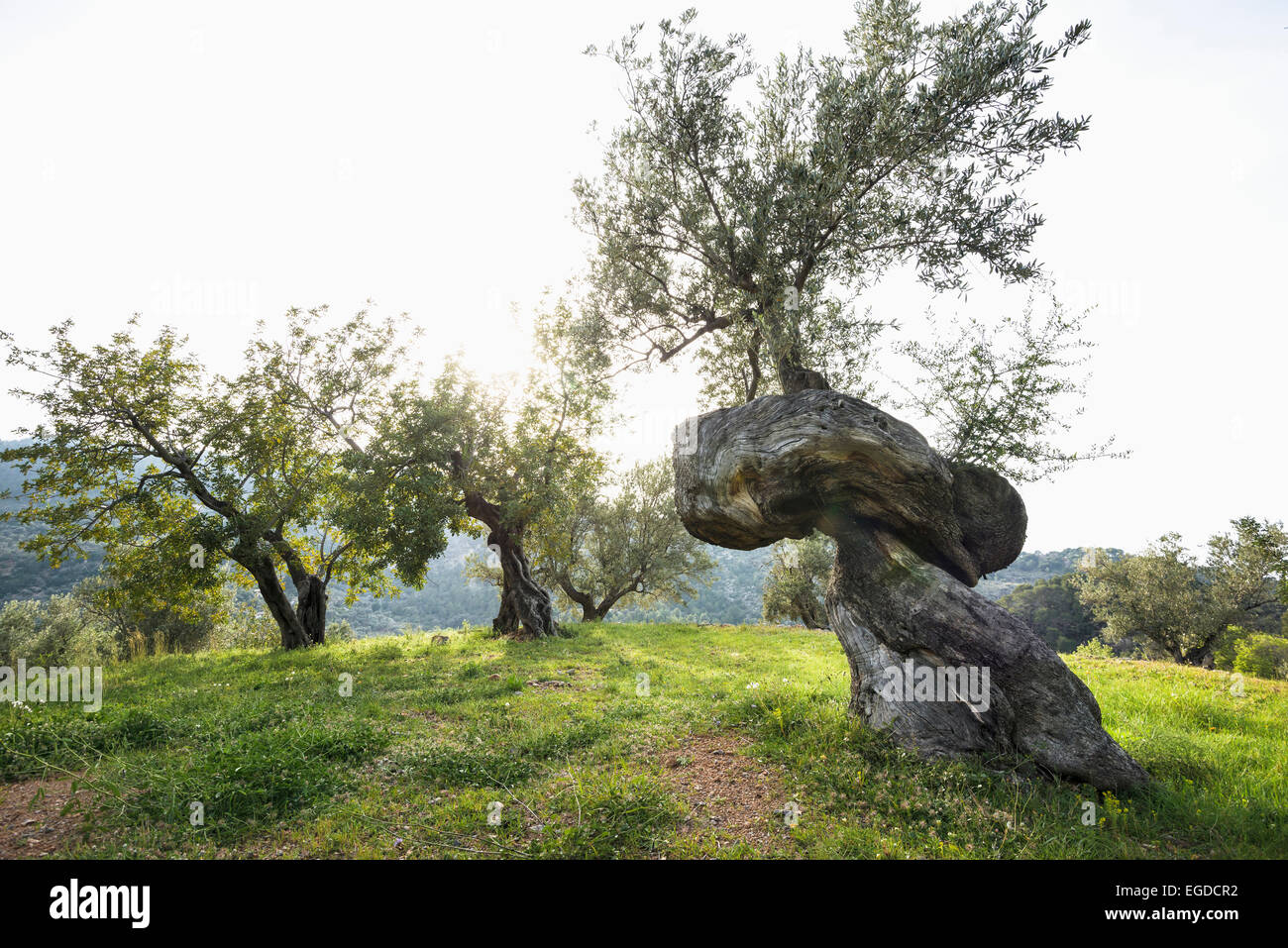 Old olive trees near Deia, Majorca, Spain Stock Photo - Alamy