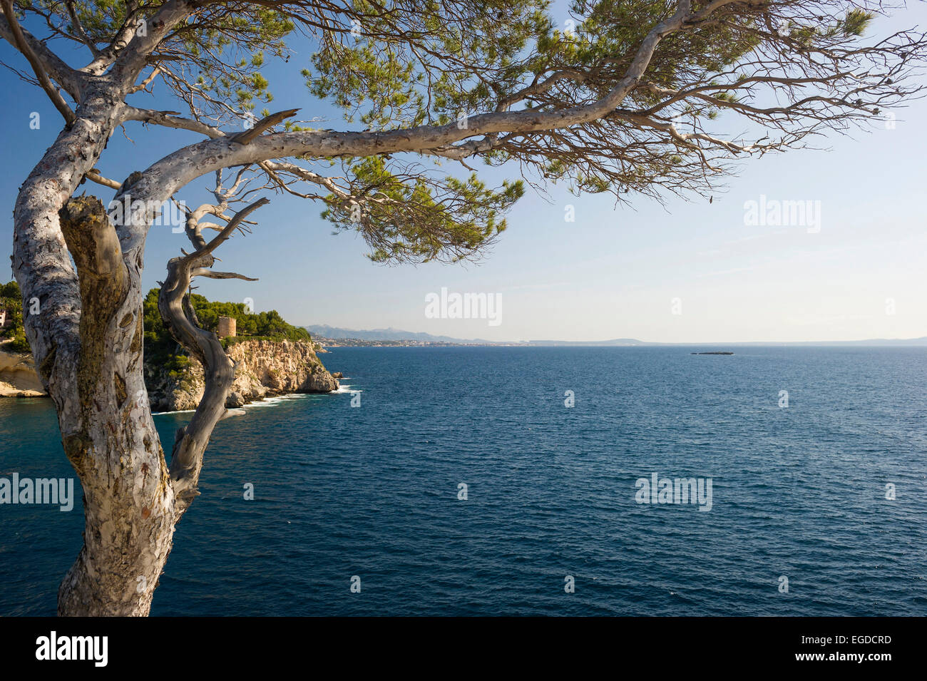 Pine trees and coastline near Cala Portals Vells, near Palma de ...