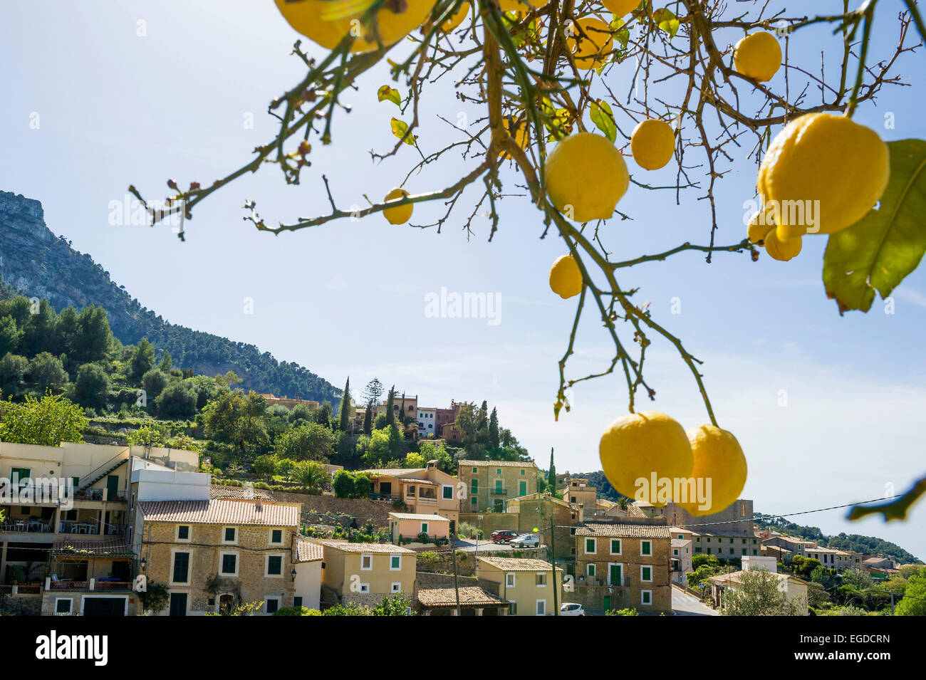 Lemon trees and blue sky hi-res stock photography and images - Alamy