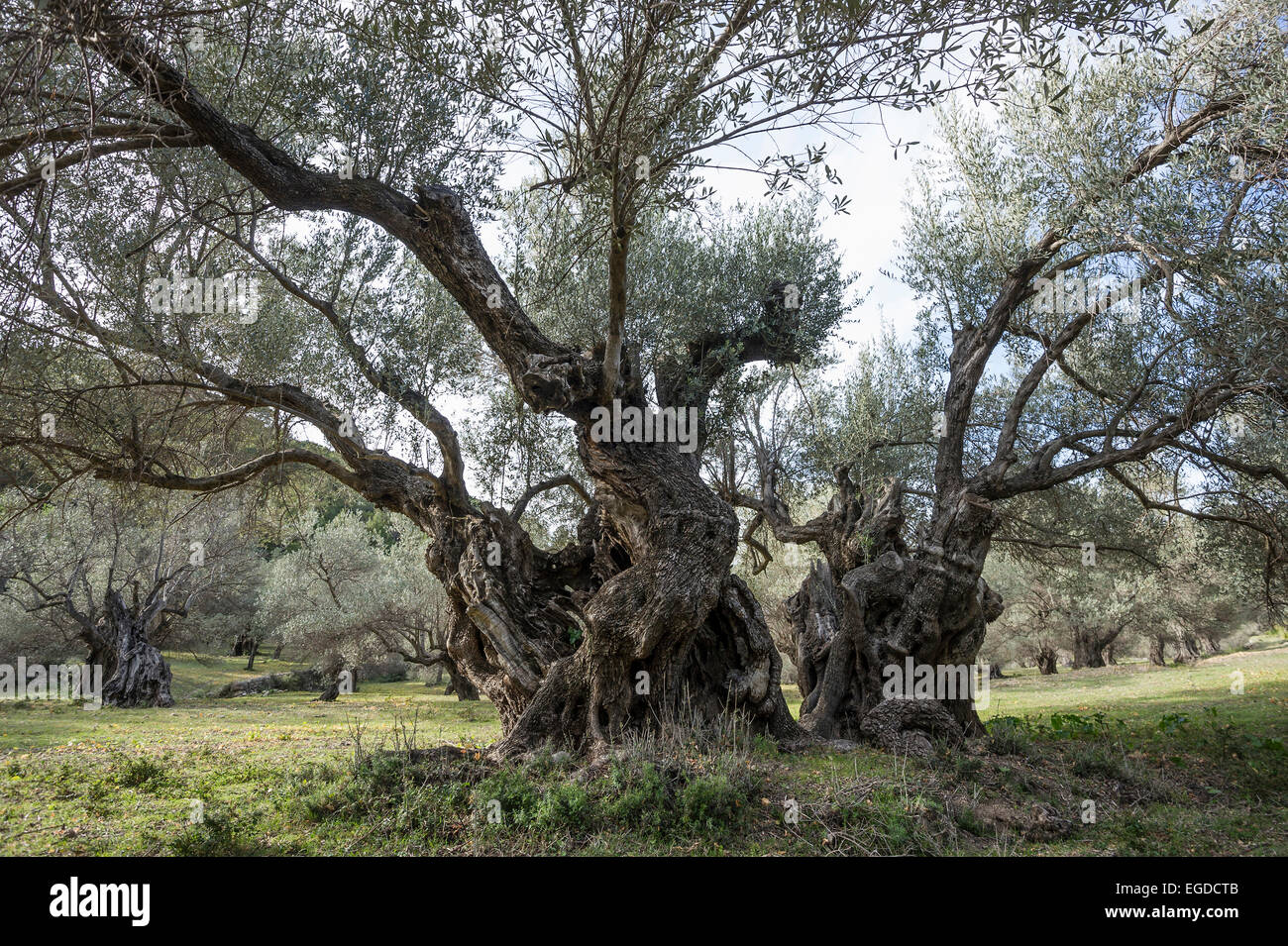 Olive trees spain hi-res stock photography and images - Alamy