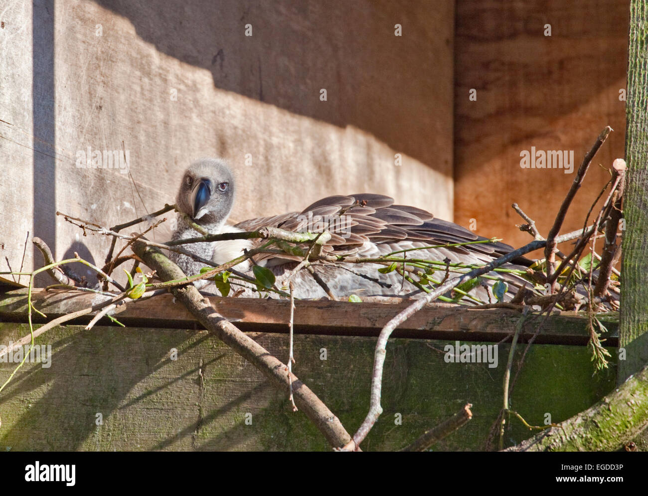 Vulture nest hi-res stock photography and images - Alamy