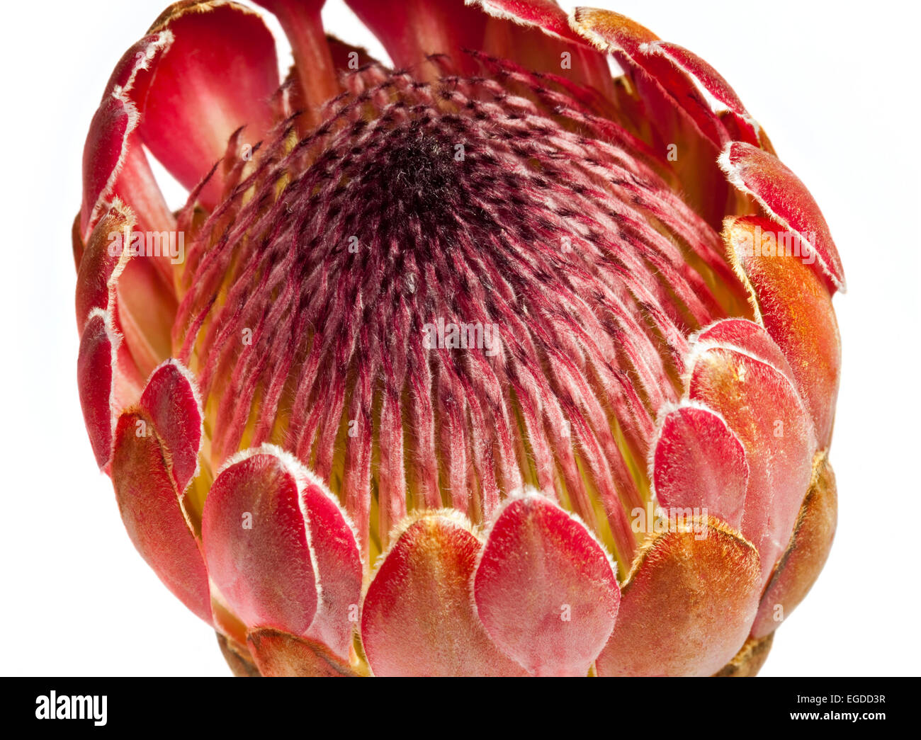 Pink protea hi-res stock photography and images - Alamy
