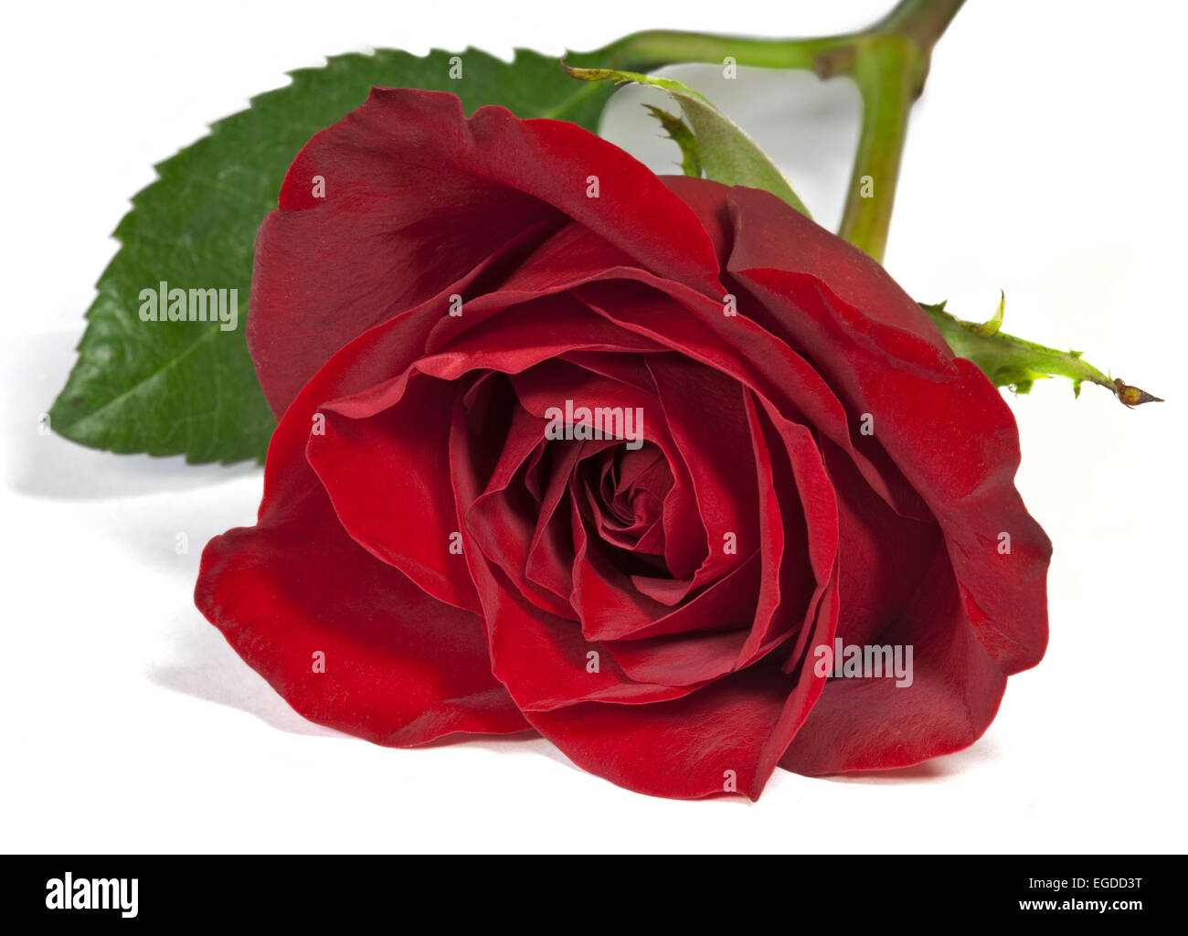 Red Hybrid Tea Rose Stock Photo - Alamy