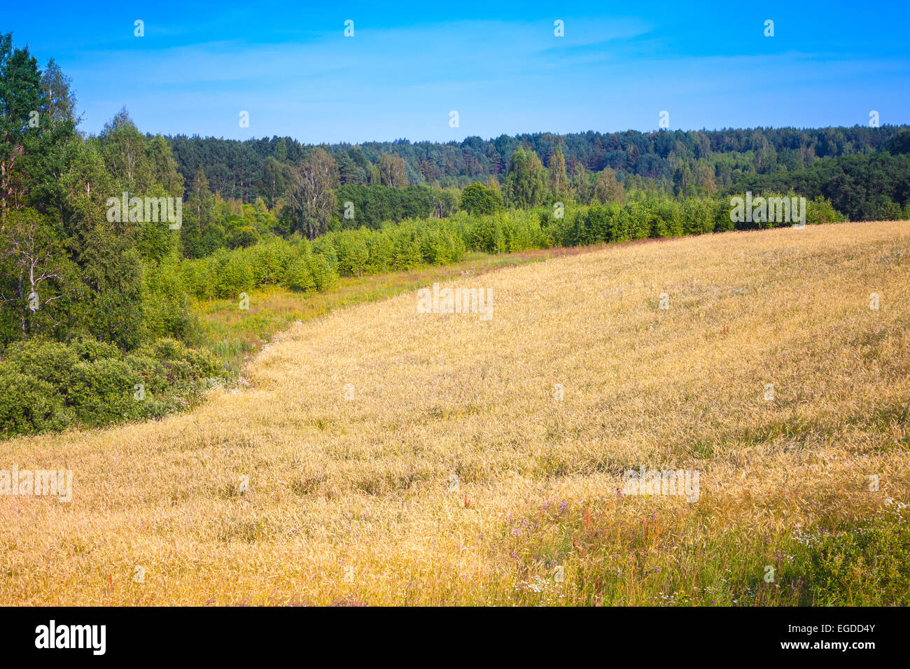 Summer landscape with field of rye, forest and blue sky Stock Photo - Alamy