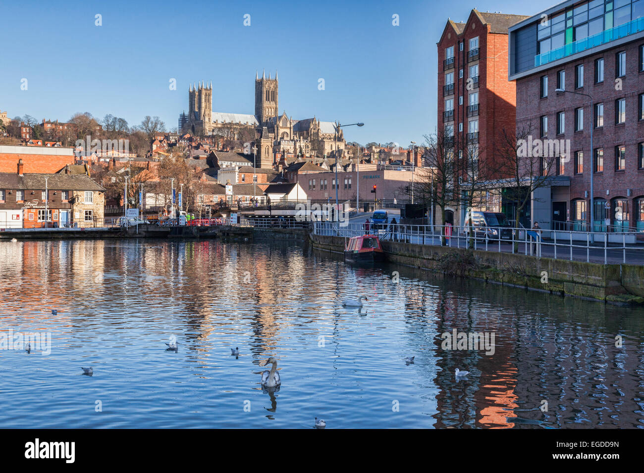 Brayford Pool, Lincoln, a favourite spot for the mute swans who breed ...