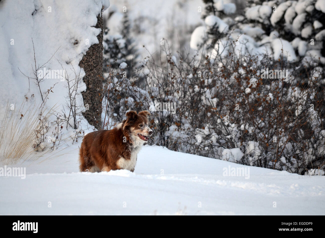 Border Collie in Snow Stock Photo - Alamy