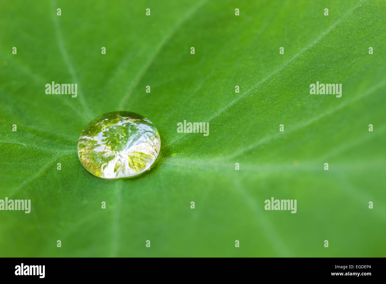 rain water drop dew on leaf closeup Stock Photo - Alamy