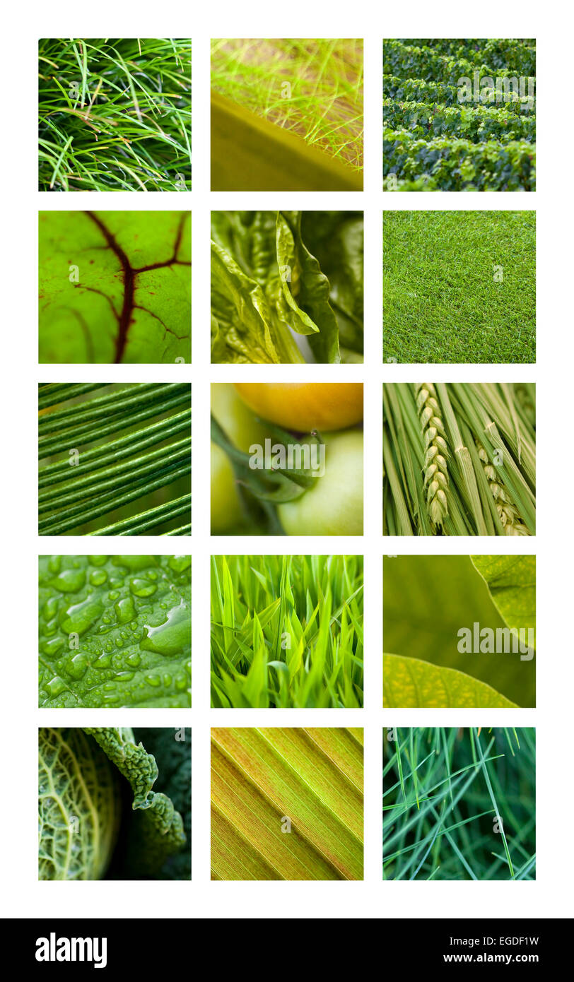 Collage of various green textures Stock Photo - Alamy