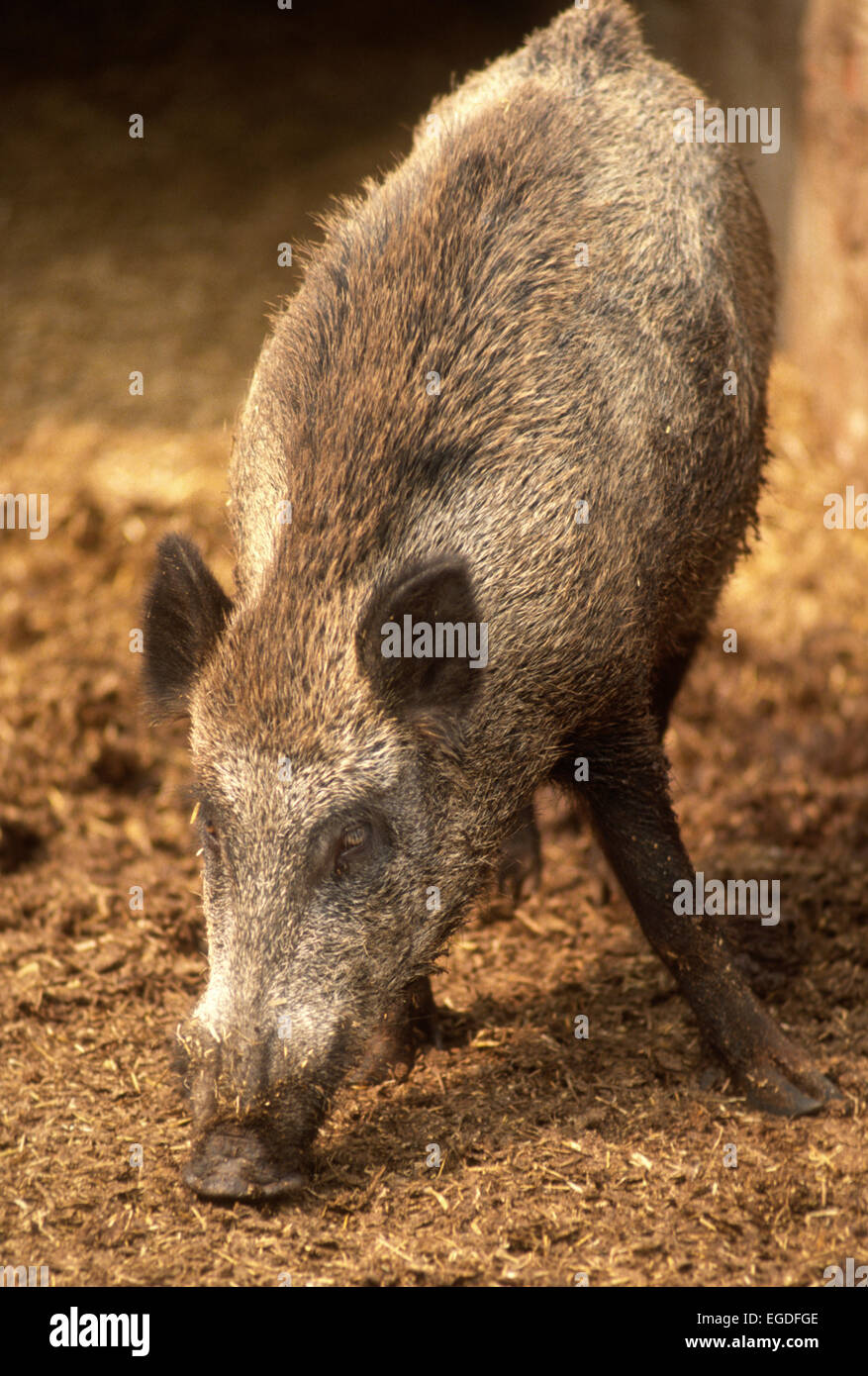 Wild boar on a farm, UK Stock Photo - Alamy