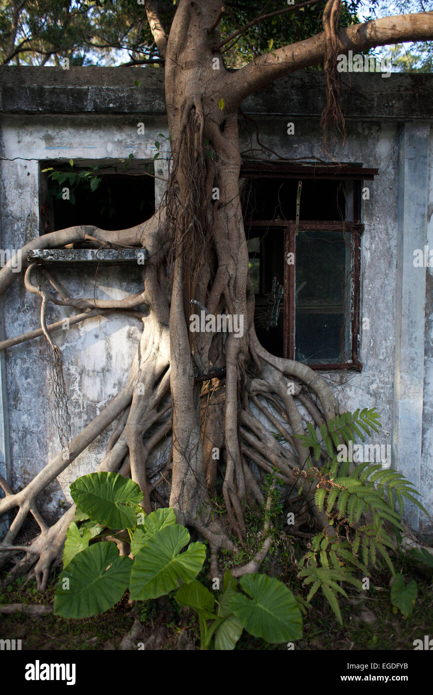 Roots around building hi-res stock photography and images - Alamy