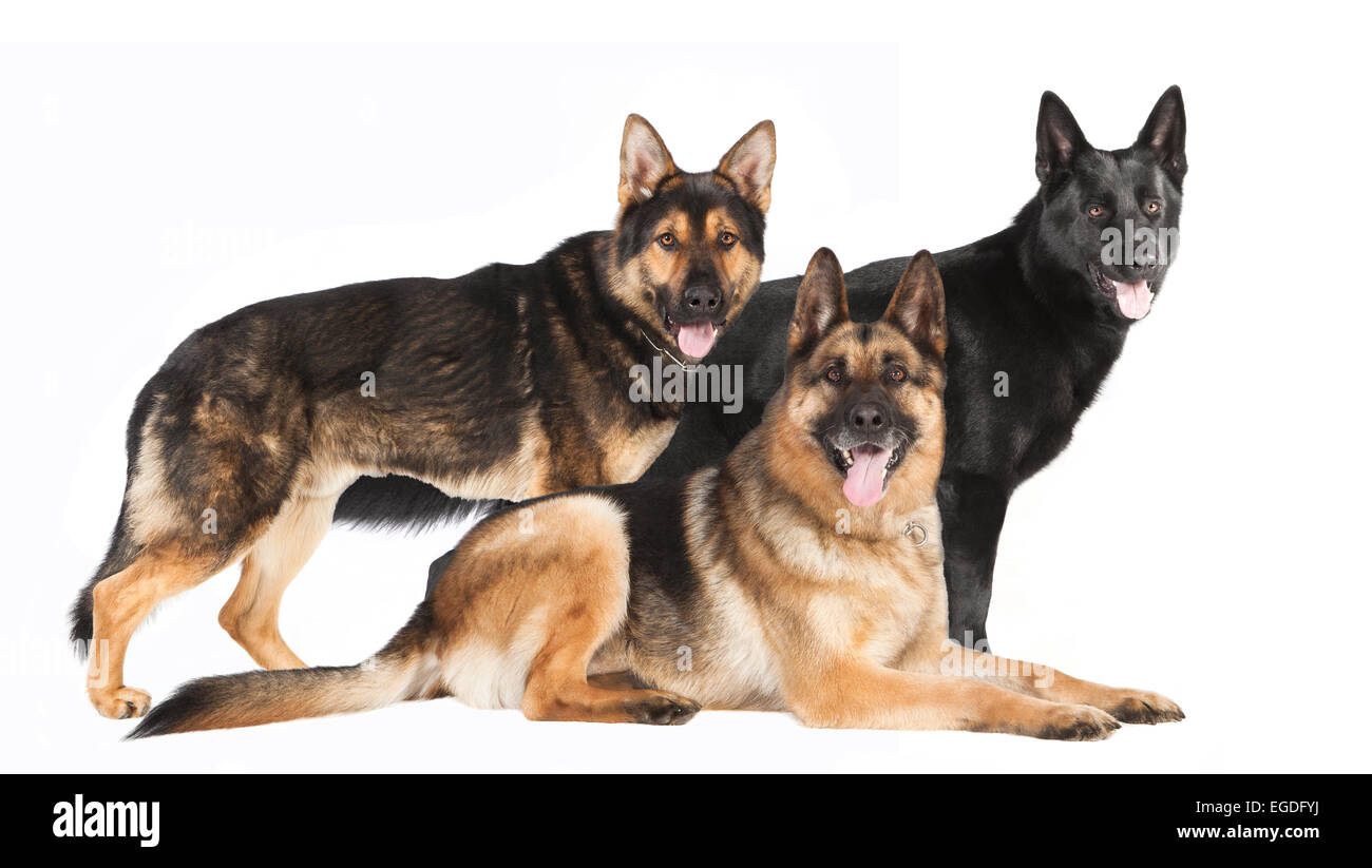 three shepherds in different colors against white background Stock ...