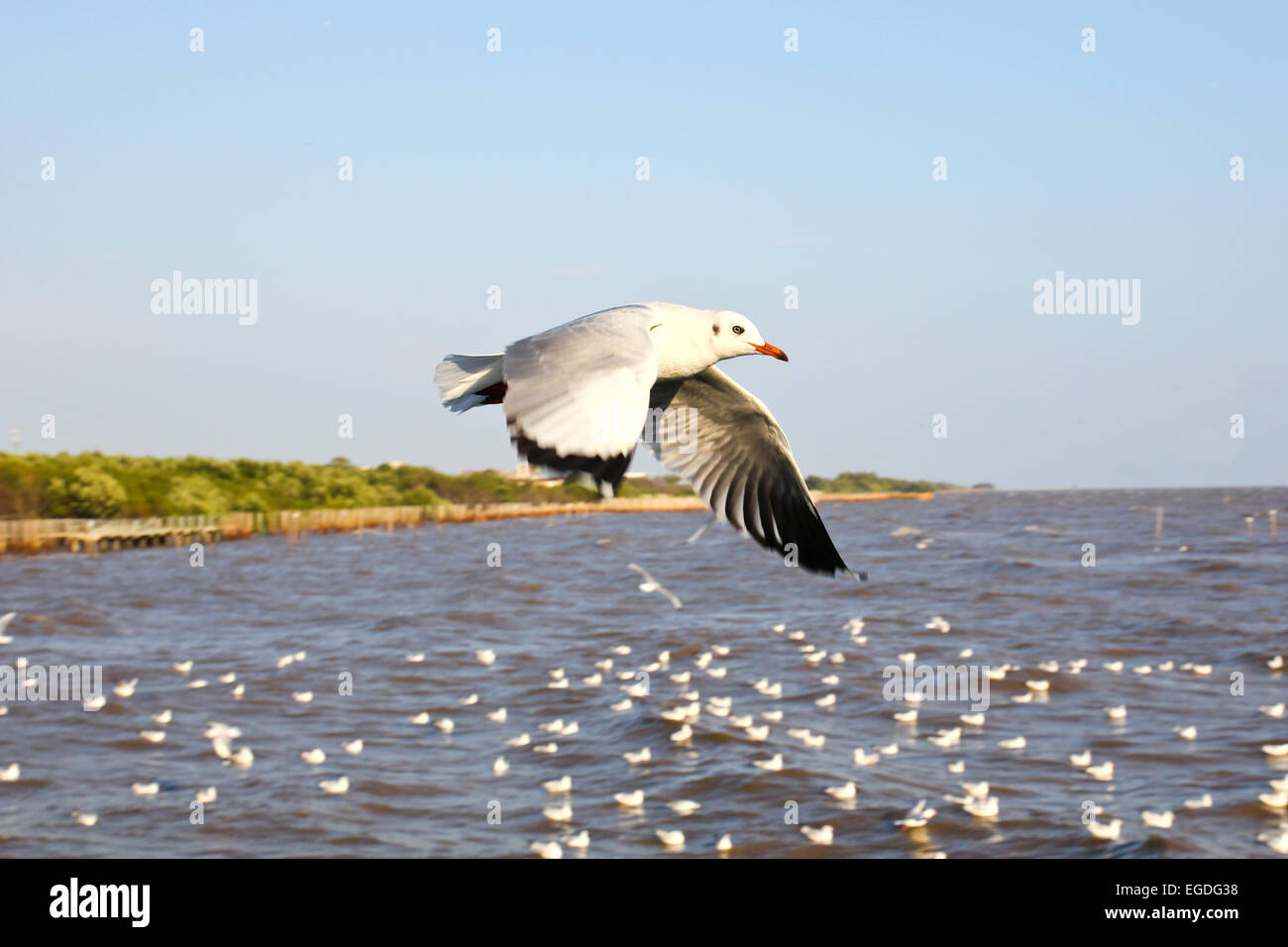 Seagull bird ocean view hi-res stock photography and images - Alamy