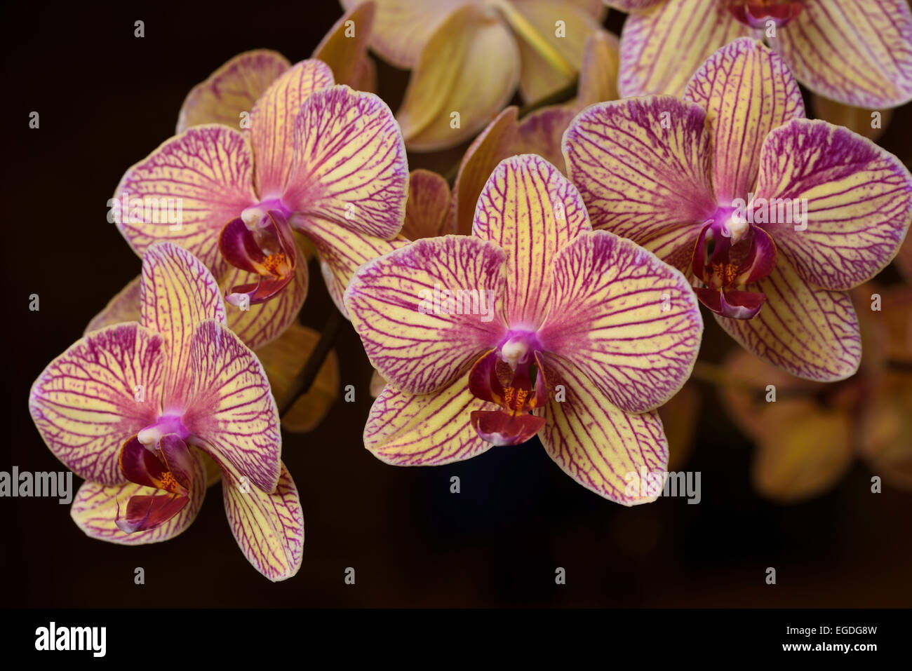 Pink and cream Phalaenopsis Kaleidoscope Candy Stripe Moth orchid ...