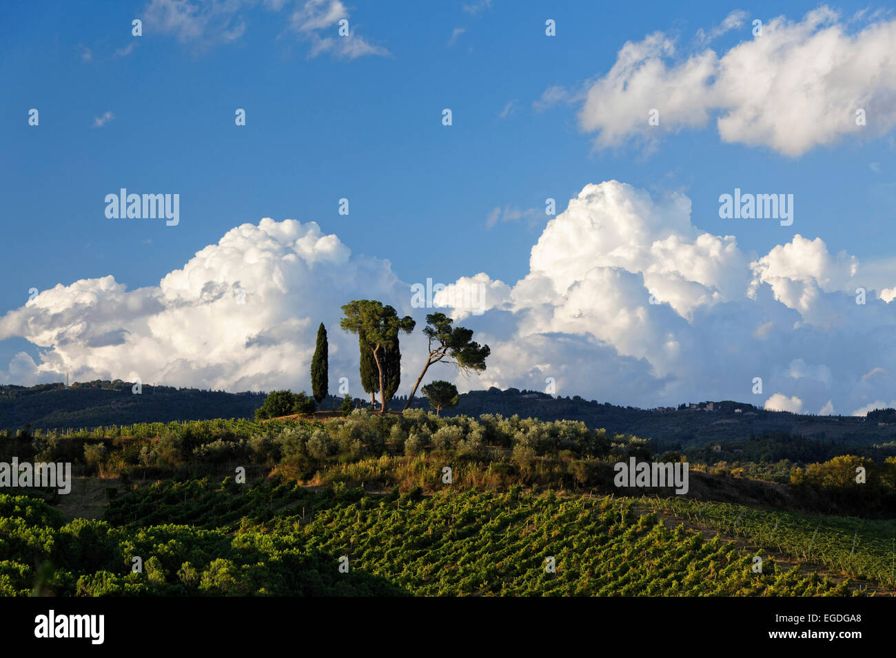 Chianti area near Quercegrossa, Tuscany, Italy Stock Photo - Alamy
