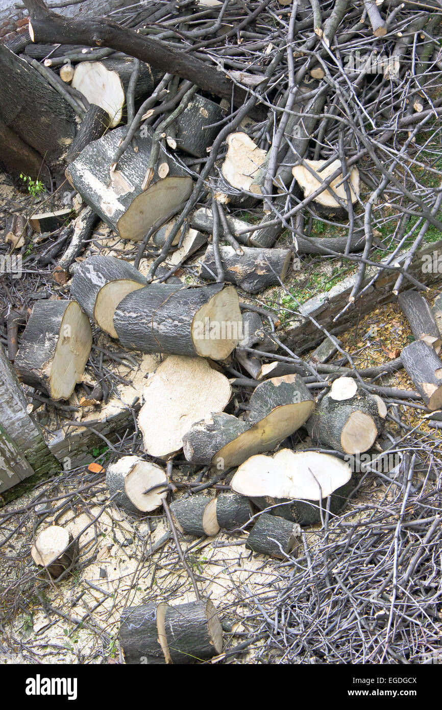 Wood industry view raw logs hi-res stock photography and images - Alamy