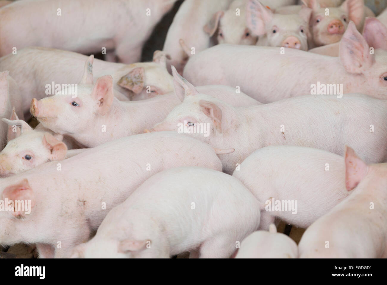 Lower farm hi-res stock photography and images - Alamy