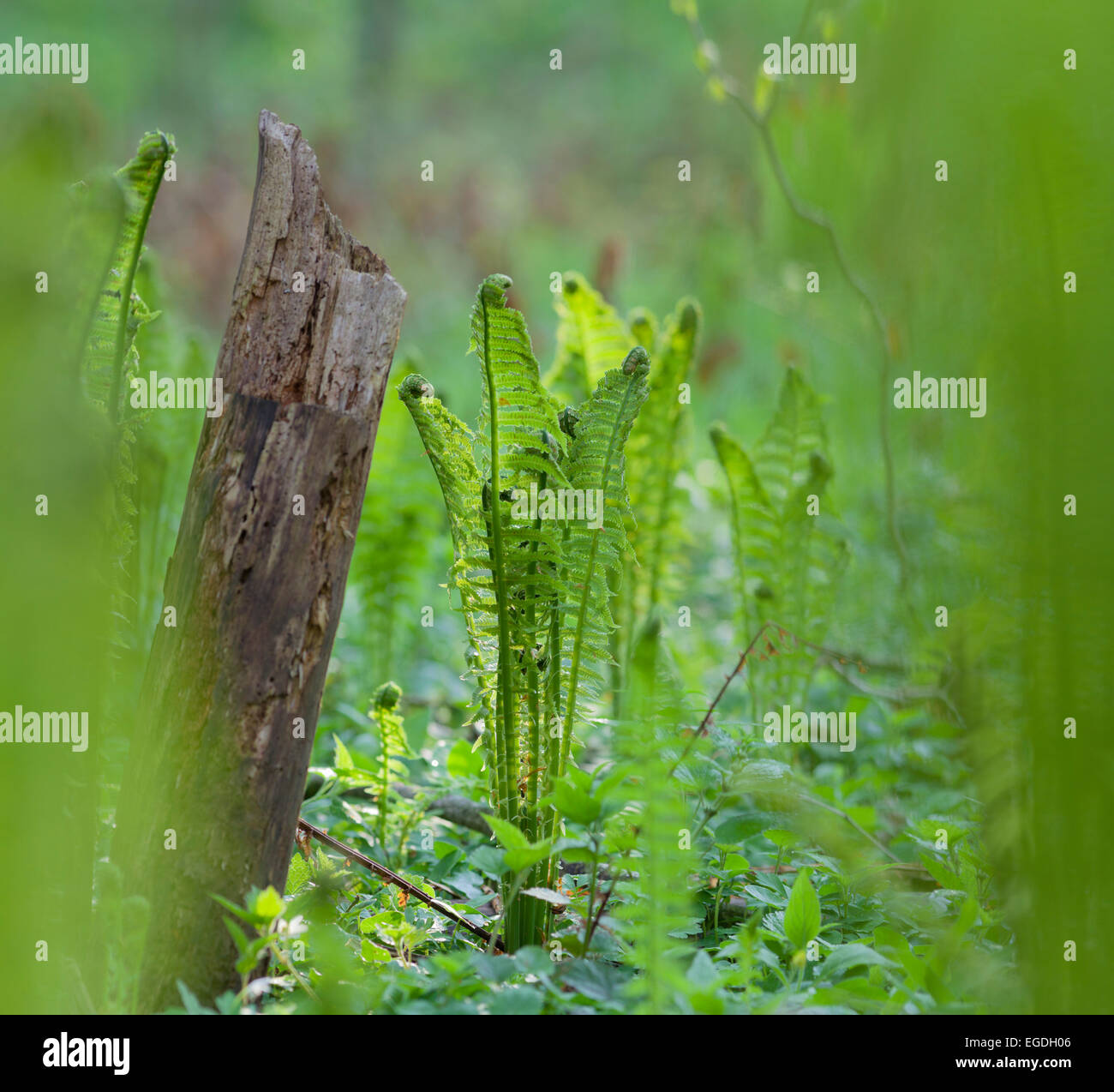 Young ferns in a forest, Upper Austria, Austria Stock Photo - Alamy
