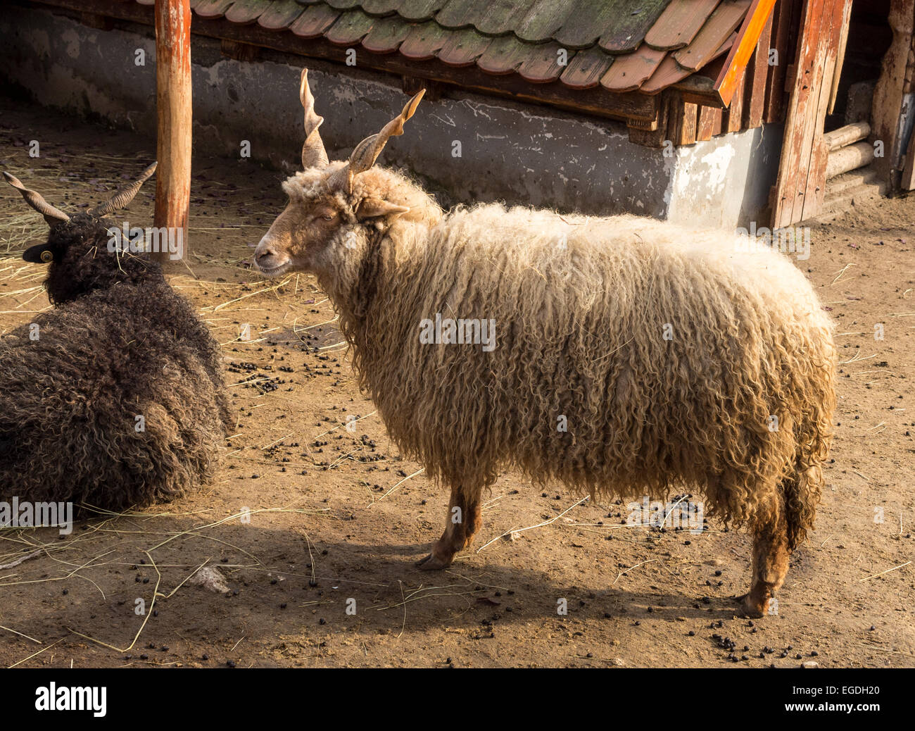 Racka Sheep Hungary Stock Photo - Alamy