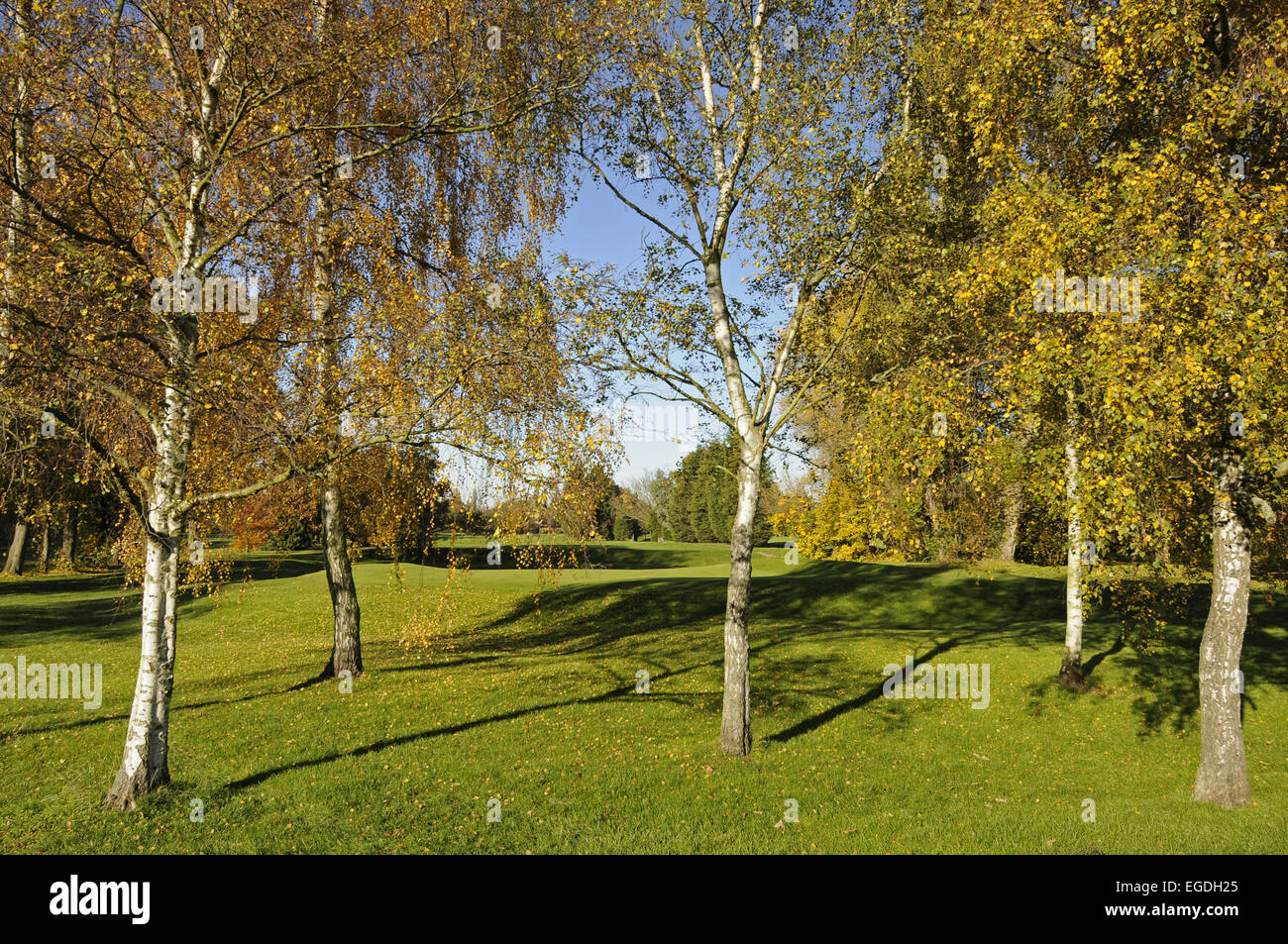 View through Trees with Autumn Colours to the 4th Green Shortlands Golf ...