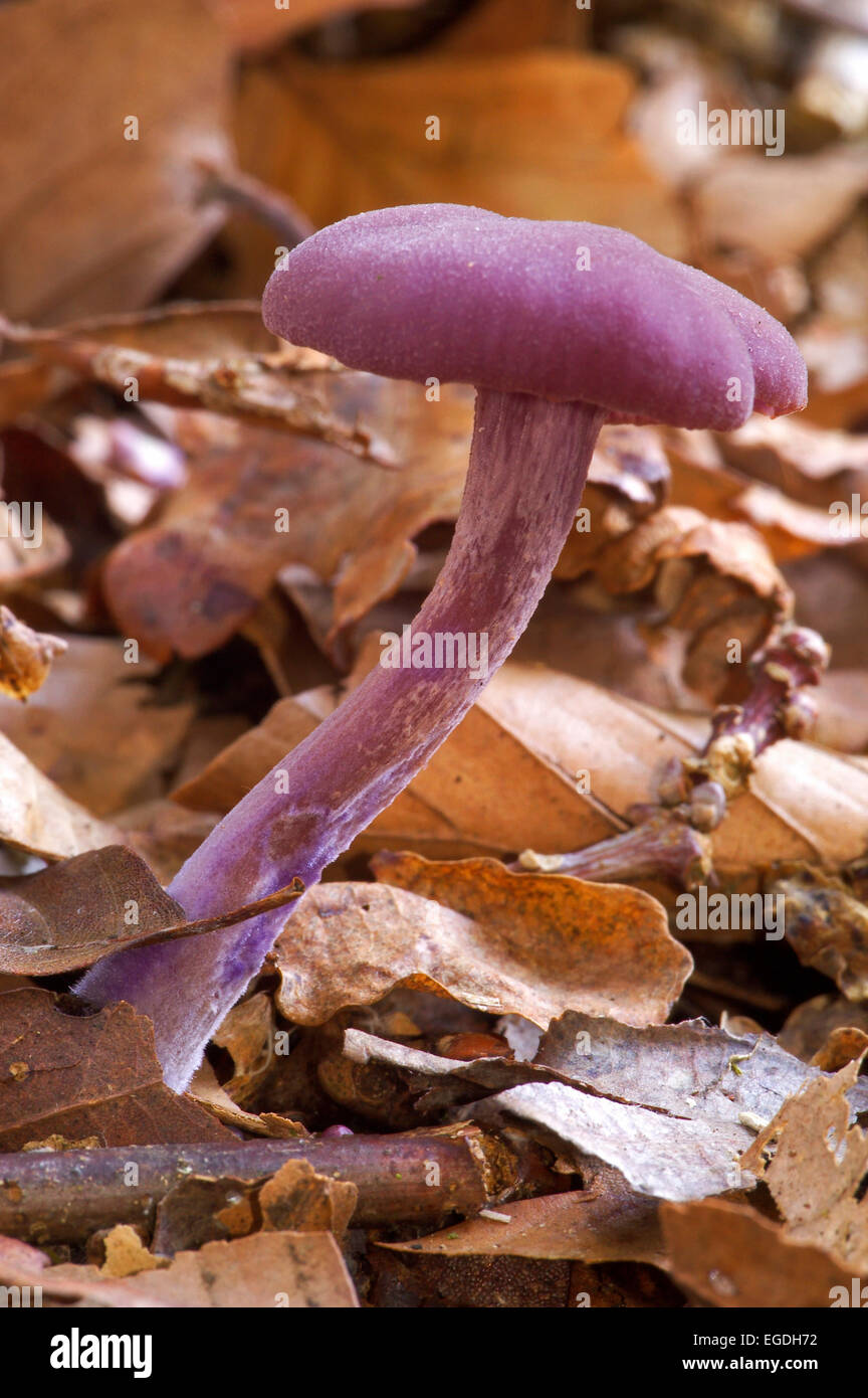 Amethyst deceiver laccaria amethystina on the forest floor hi-res stock ...