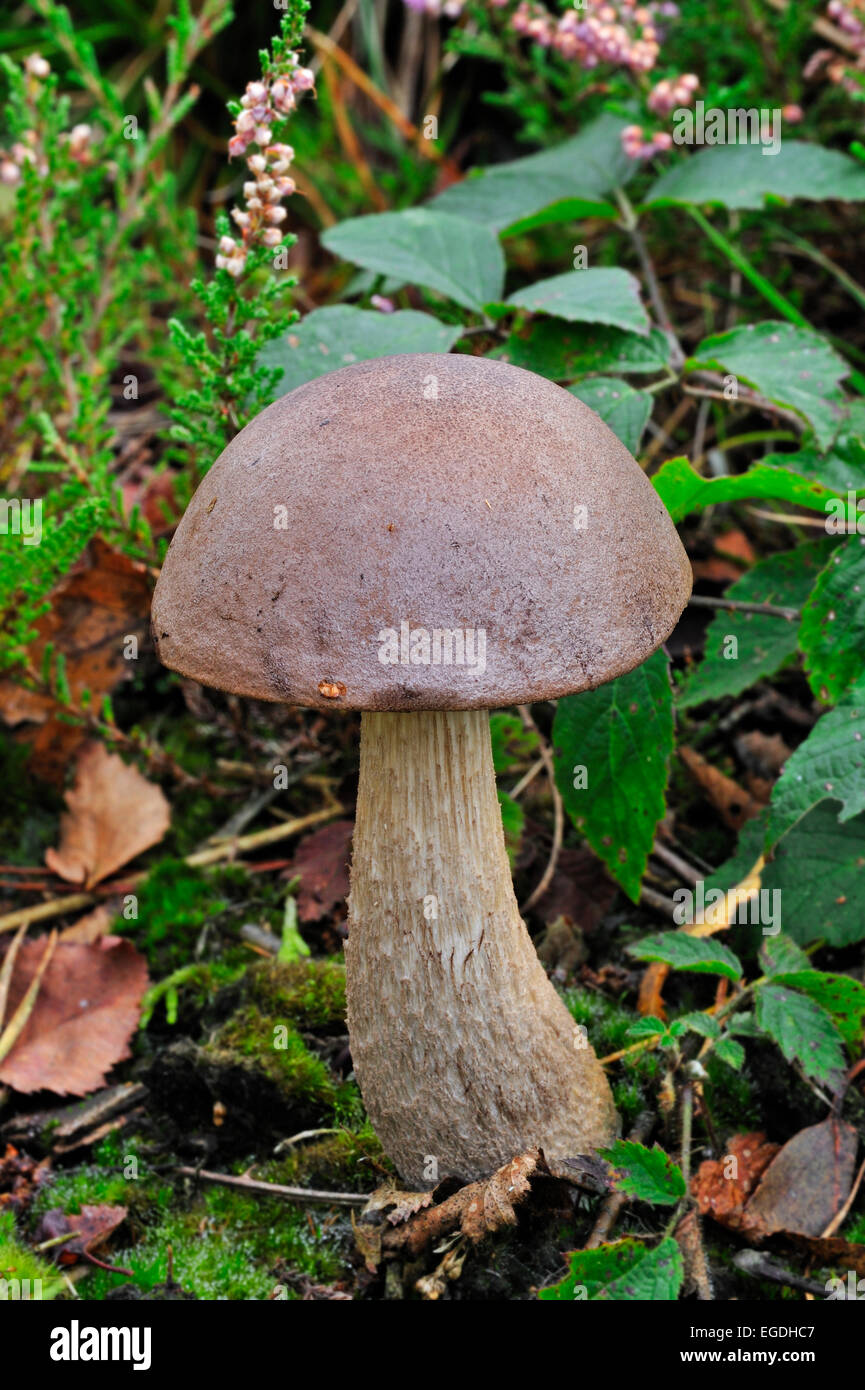 Rough-stemmed bolete / scaber stalk / birch bolete (Leccinum scabrum ...