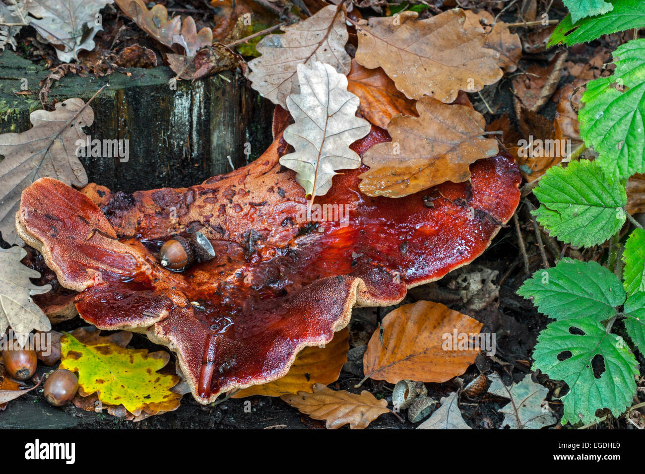 Beefsteak fungus / beefsteak polypore/ ox tongue (Fistulina hepatica ...