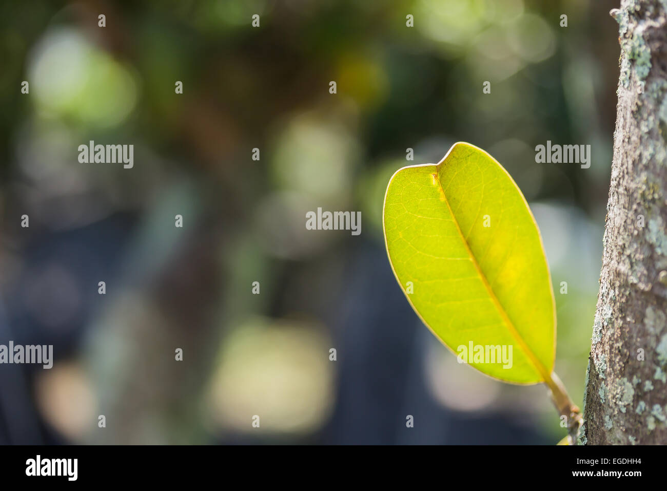 spring young leaf in the woods Stock Photo - Alamy