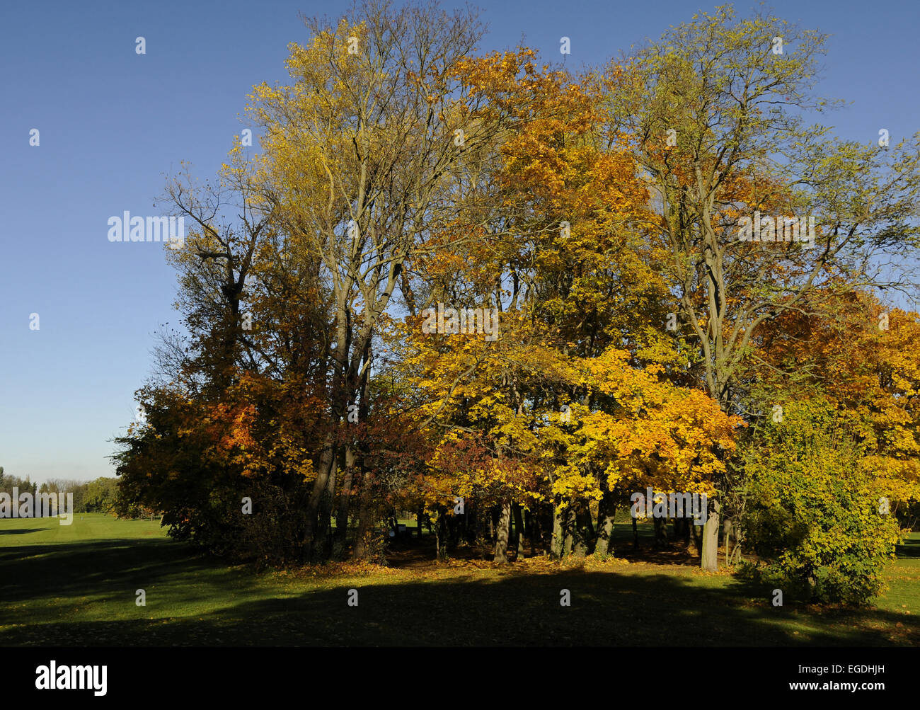 View of the Autumn colours on the trees beside 5th Tee Shortlands Golf ...