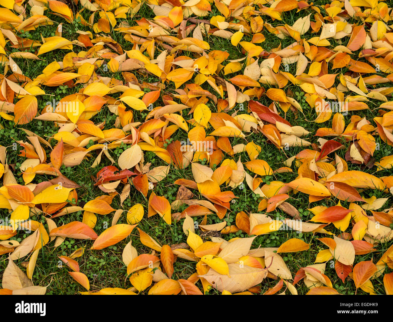 Colours of grass hi-res stock photography and images - Alamy