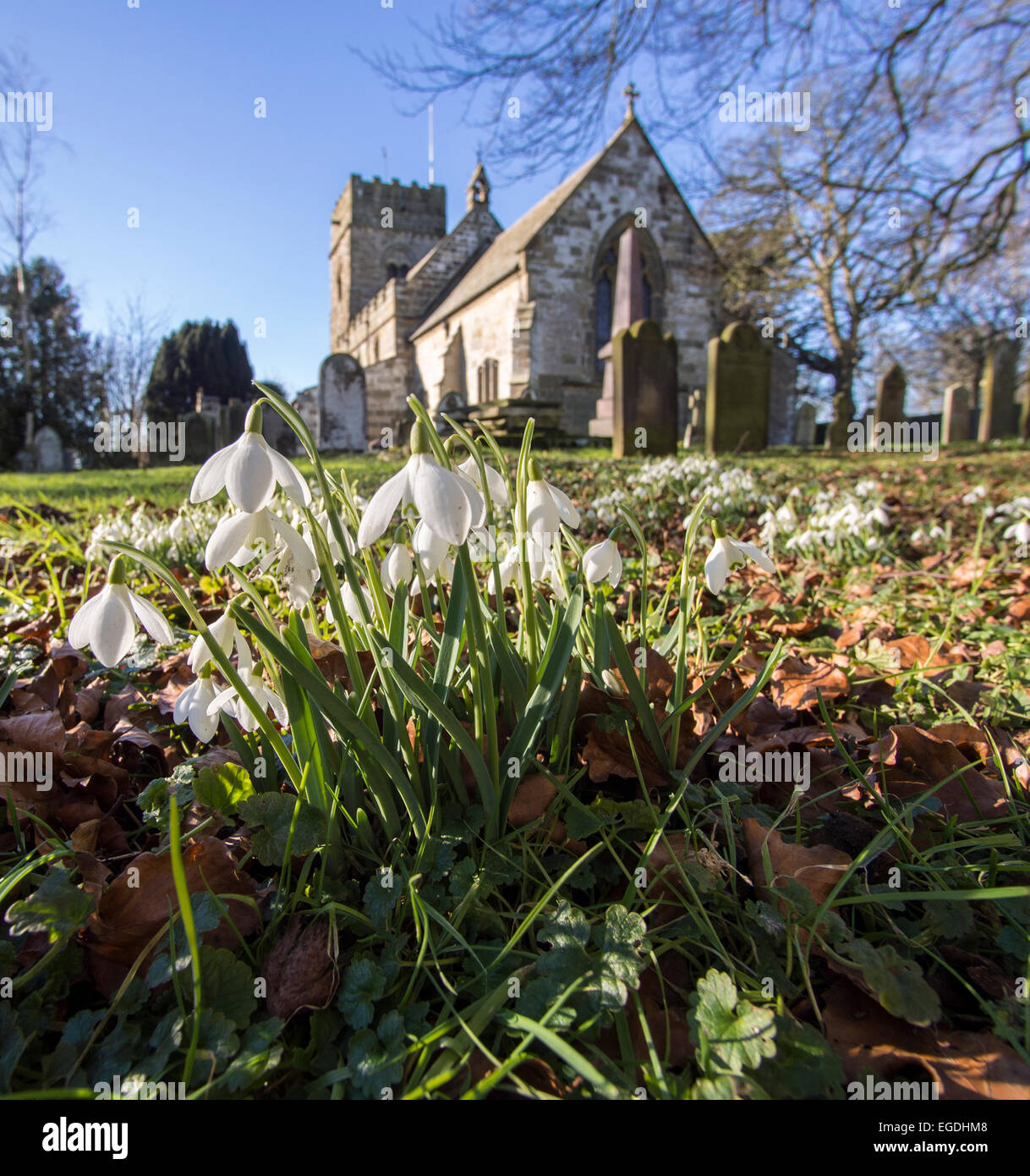 Sunny snowdrops hi-res stock photography and images - Alamy