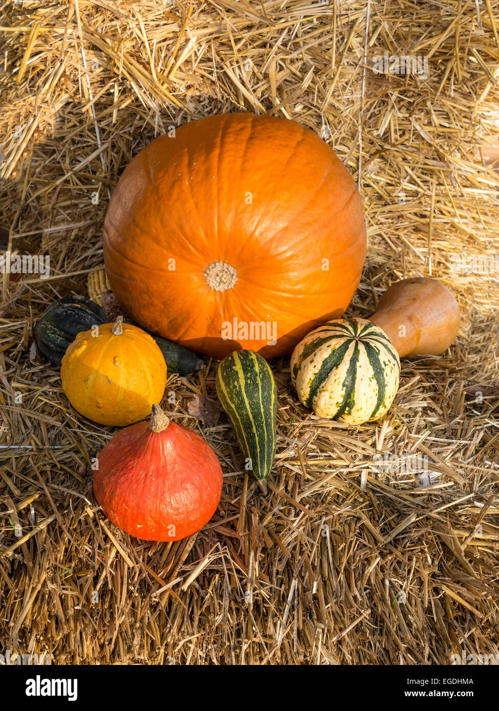 Pumpkin courgette display Stock Photo - Alamy