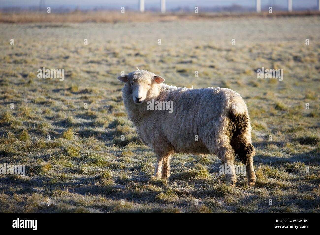 Single sheep on a salt marsh during winter Stock Photo - Alamy