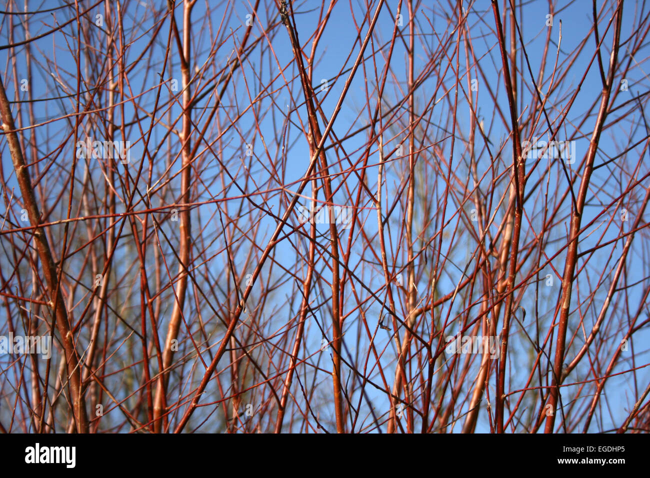 red twigs - background Stock Photo - Alamy