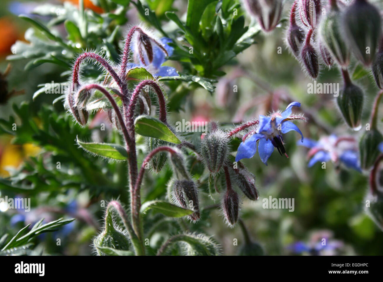 Hyssop hi-res stock photography and images - Alamy
