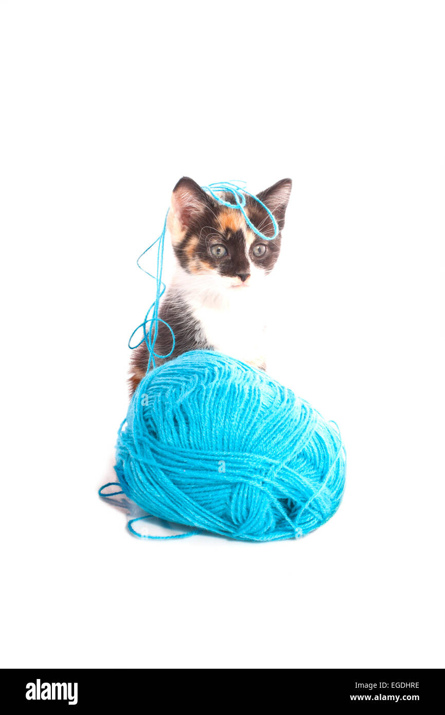 kitten with wool isolated on a white background Stock Photo - Alamy