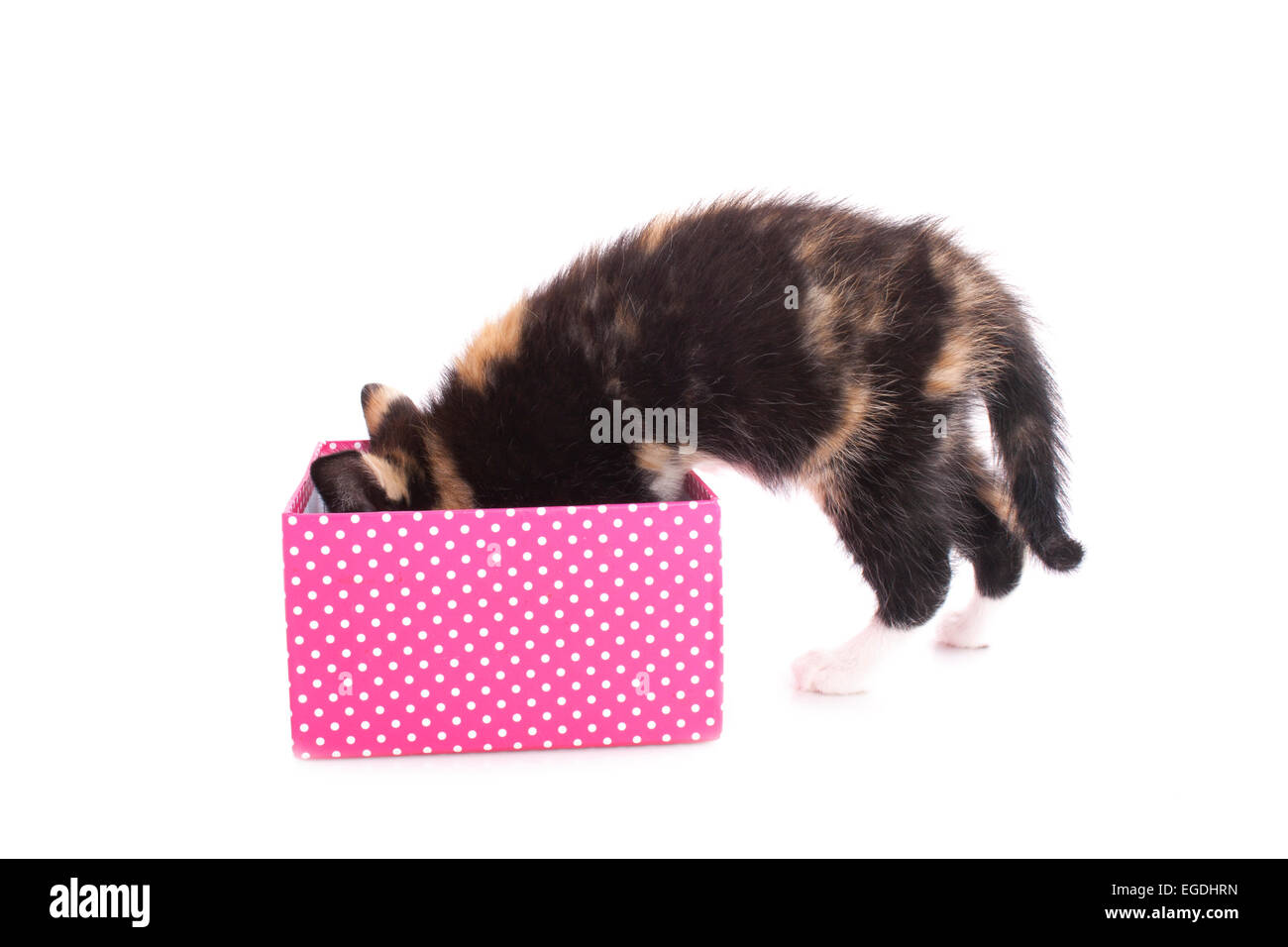 kitten search in a box isolated on white Stock Photo - Alamy