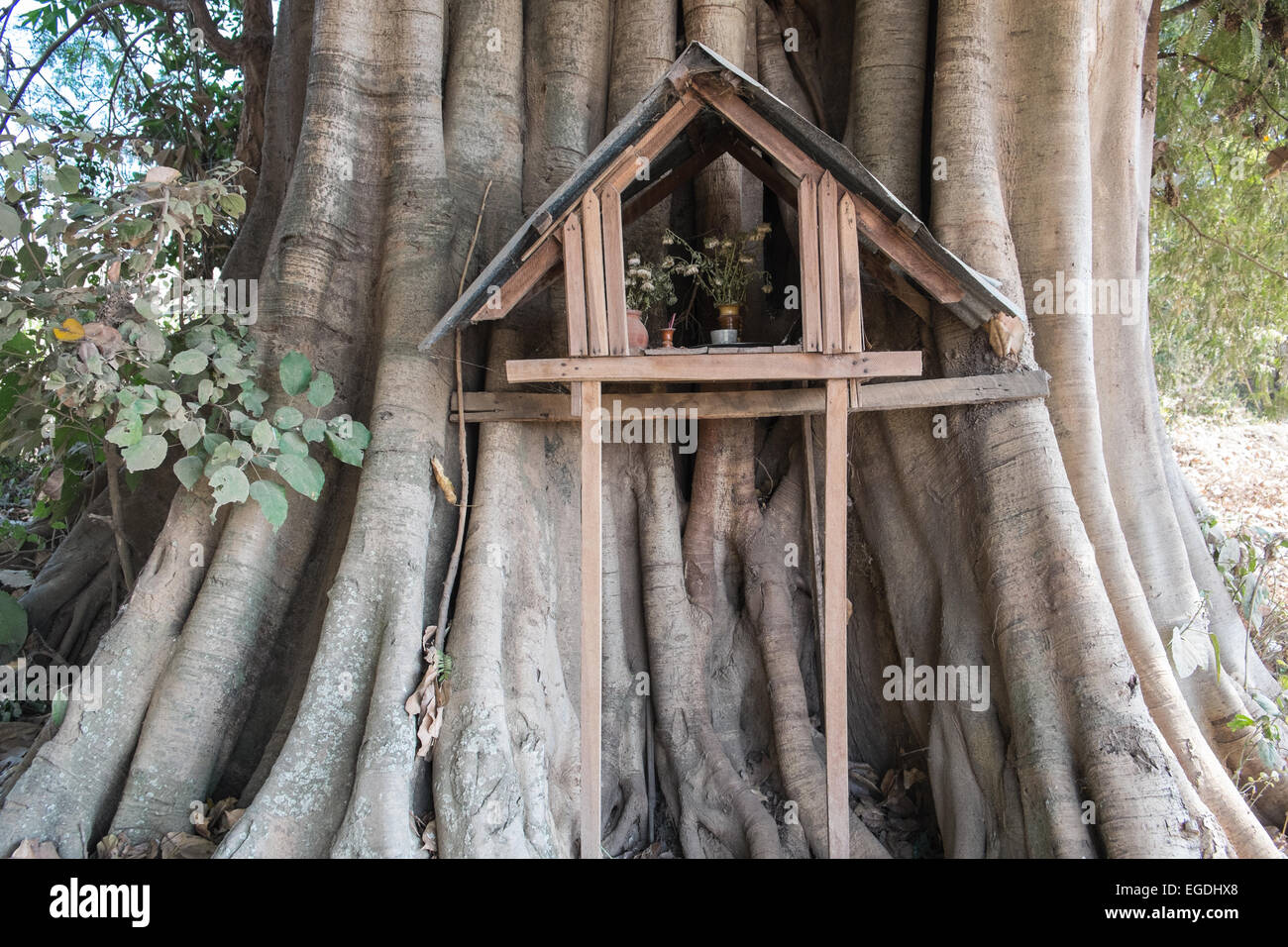 Large tree with simple temple in rural location south of Nyaungshwe ...