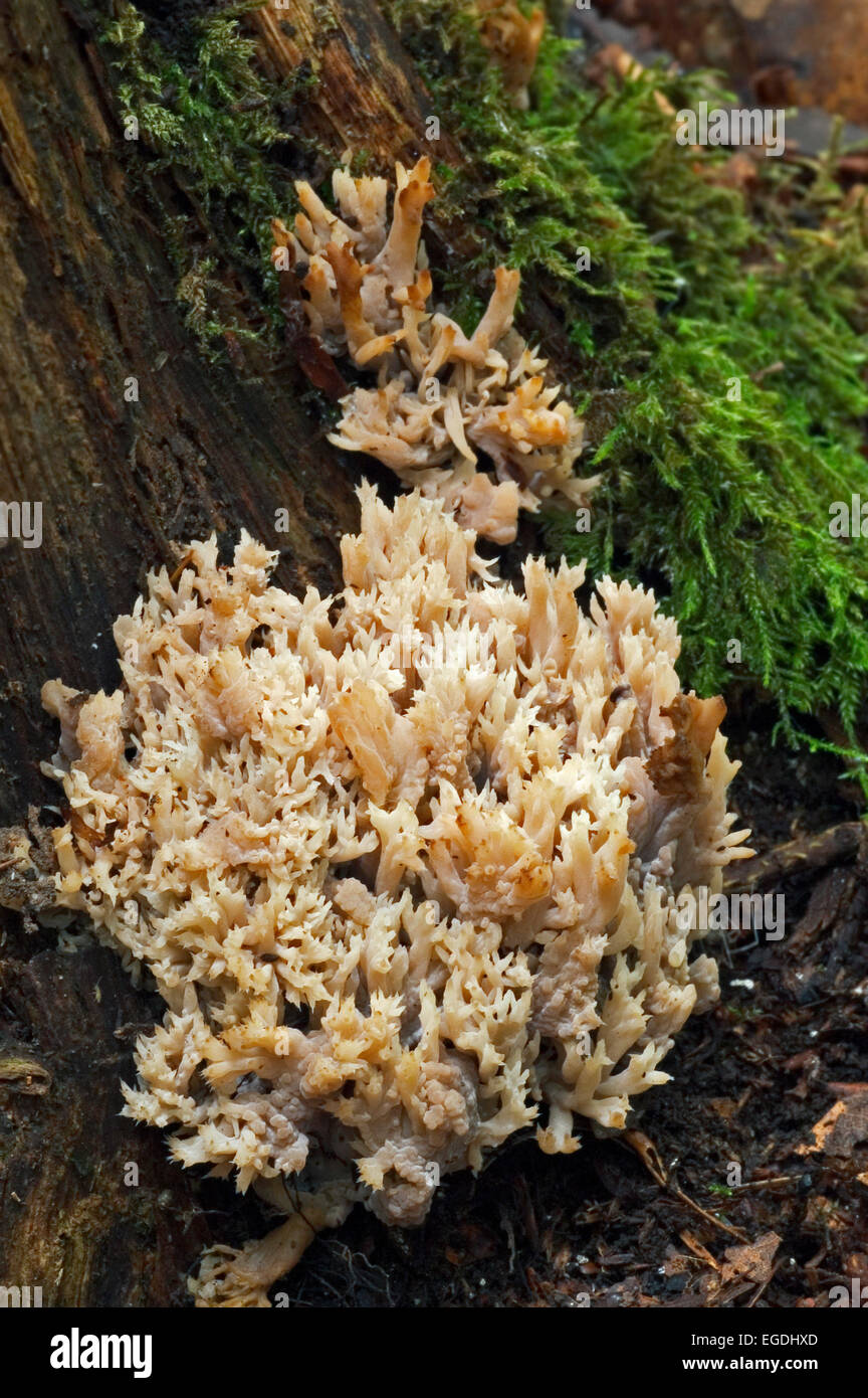 Most beautiful british mushroom hi-res stock photography and images - Alamy